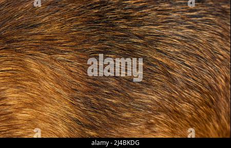 Dog fur textures. Red dog fur natural for backgrounds, textures and ...