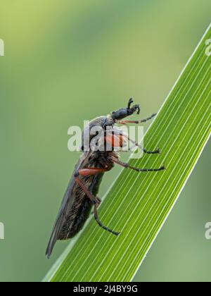 Closeup on a black an hairy St. Mark's or hawthorn fly, Bibio marci ...
