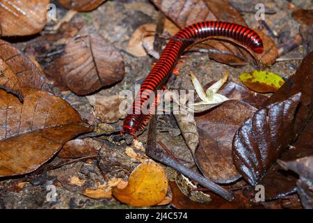 Giant Fire Millipede Aphistogoniulus Corallipes Madagascar Stock Photo ...
