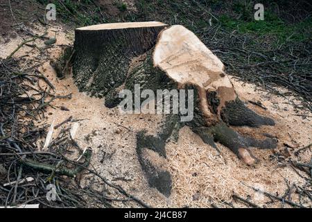 Ash tree cut for timber Stock Photo - Alamy