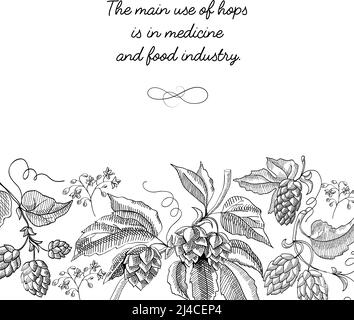 Twigs hop background. Sketch. Hand drawing. Design concept. Vector ...