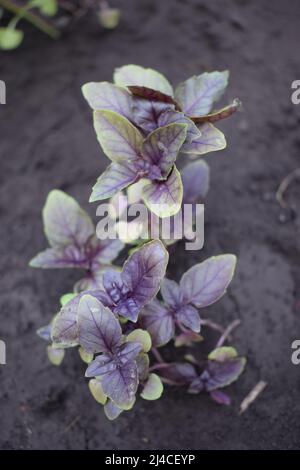 Young purple Basil grows in the garden. Close-up of purple and green ...