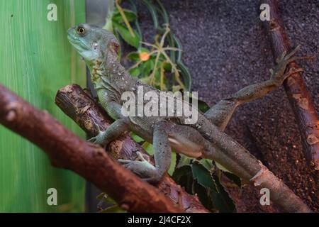 Plumed basilisk (Basiliscus plumifrons), also known as the green ...