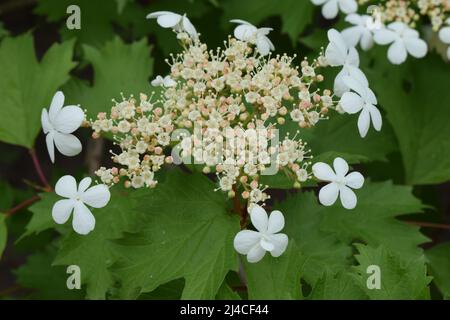 Kalina flowers. Viburnum opulus In Russia the Viburnum fruit is called ...