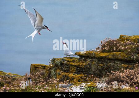 arctic terns feeding Stock Photo - Alamy