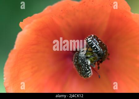 Two Beetles (Oxythyrea funesta) on flower macro photography Stock Photo ...