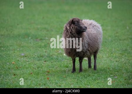 Ouessant sheep also Breton dwarf sheep, specially bred breed for use as ...