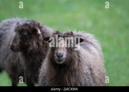 Ouessant sheep also Breton dwarf sheep, specially bred breed for use as ...