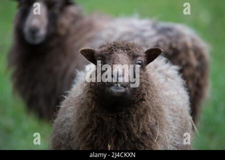 Ouessant sheep also Breton dwarf sheep, specially bred breed for use as ...