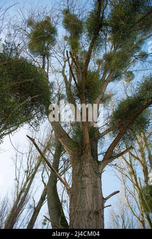 European mistletoe (Viscum album), large stand of ripe fruits ...