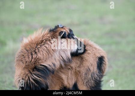 Cameroon sheep, nature conservation area for the preservation of open ...