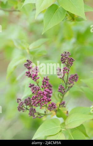Common lilac (Syringa vulgaris), buds just in front of opening for ...