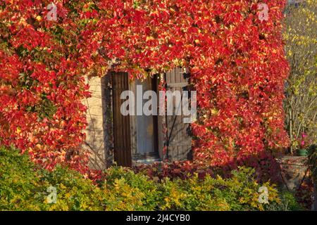 The rustic little snug cottage is covered with autumn red ivy Stock ...