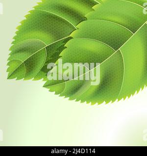 Bio Green leaves background with drops on white. EPS10 opacity Stock ...
