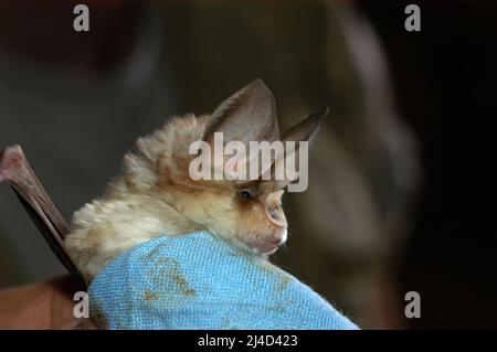 Chiropterologist holding and studying a bat in his hands Stock Photo ...