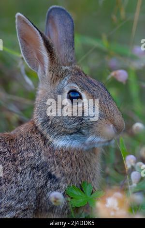Feeding a cute brown bunny in a wooden cage by a little girl Stock ...