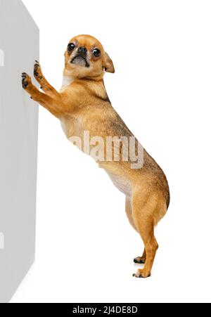 Happy. Funny dog on abstract color summer background. Copyspace to text ...