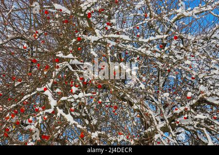 Frozen apple tree branches with bright apples on white background Stock ...