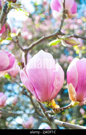 Beautiful spring bloom for magnolia tulip trees pink flowers Stock ...