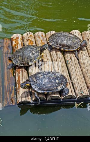 D'Orbigny's slider, water turtles (Trachemys dorbigni brasiliensis ...