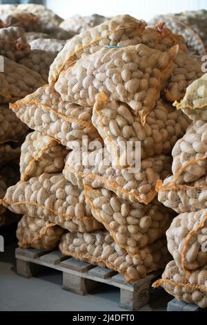 Saecke with potatoes, here in the potato warehouse, Prime Minister ...