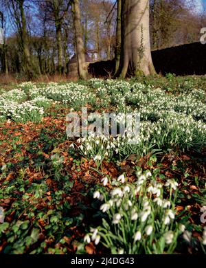 Snowdrops at The Argory, County Armagh, Northern Ireland Stock Photo ...