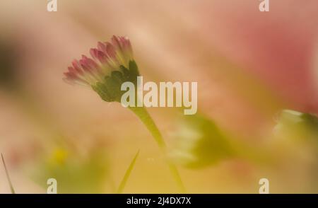Plant , flowers that occurs singly or in clusters, possesses whorls of ...