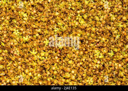 mahogany (Swietenia macrophylla), tree with leaves Stock Photo - Alamy