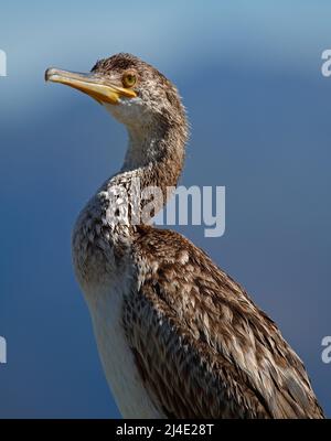 A great cormorant portrait Stock Photo - Alamy