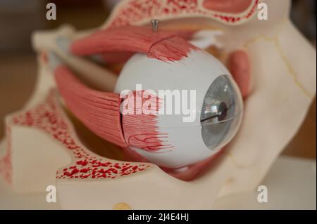 Visual plastic anatomical model of human liver Stock Photo - Alamy