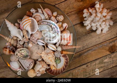 Collection of Seashells - A seashell is usually the exoskeleton of an ...