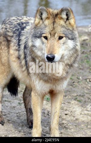 gray wolf or grey wolf, wolf, farkas, Canis lupus Stock Photo - Alamy