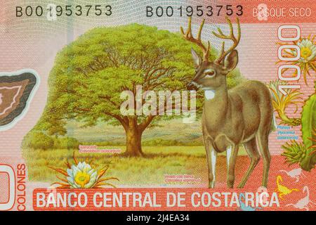 1000 Costa Rican colones bank note. Colones is the national currency of ...