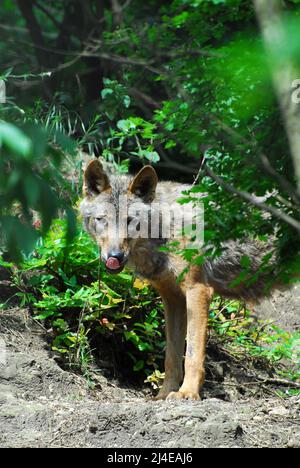 Iberian wolf, Iberischer Wolf, Lobo ibérico, Canis lupus signatus ...
