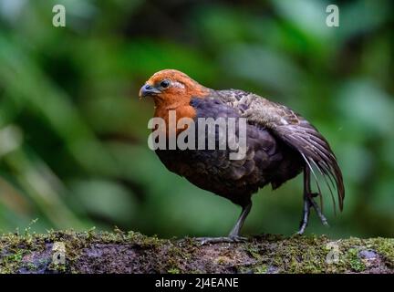 A Chestnut Wood-Quail (Odontophorus hyperythrus) foraging in the forest ...