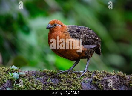 A Chestnut Wood-Quail (Odontophorus hyperythrus) foraging in the forest ...