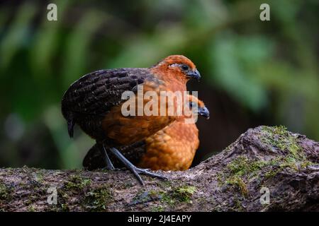 A Chestnut Wood-Quail (Odontophorus hyperythrus) foraging in the forest ...