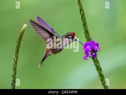 A male Tolima Blossomcrown (Anthocephala berlepschi) at Cajamarca ...