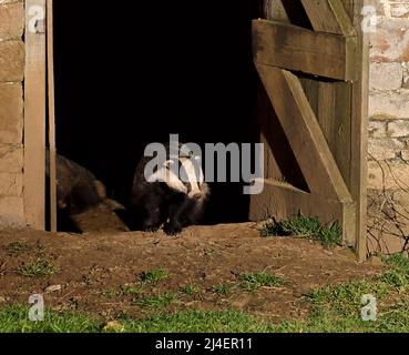 European Badger, Meles meles. A badger family, cete, has a nest, sett ...