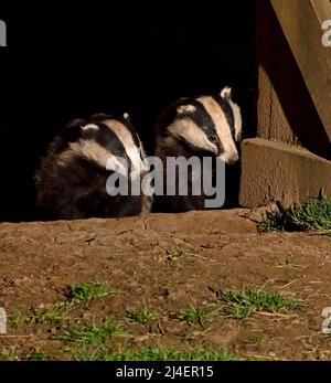 European Badger, Meles meles. A badger family, cete, has a nest, sett ...