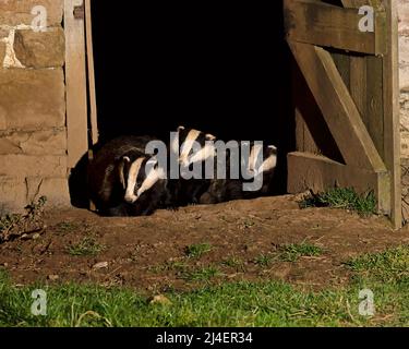 European Badger, Meles meles. A badger family, cete, has a nest, sett ...