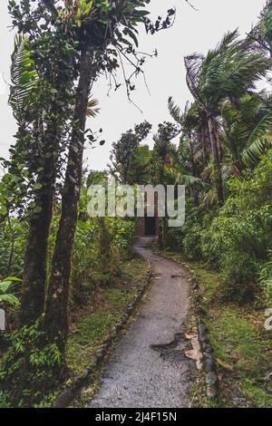 Mt Britton Lookout tower El Yunque National Forest Puerto Rico overcast ...