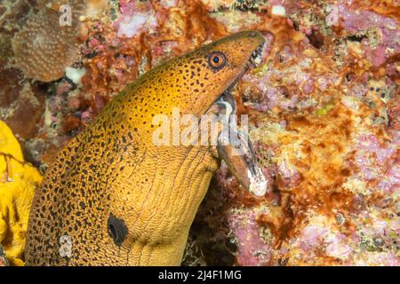 a dead eel with big eyes Stock Photo - Alamy