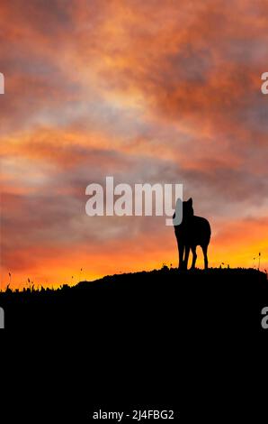 Wolf on ridge Stock Photo - Alamy