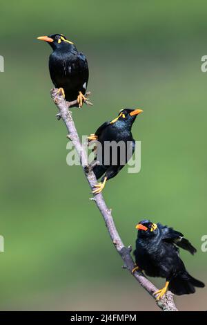 The image of Southern Hill Myna or Lesser Hill Myna (Gracula indica ...