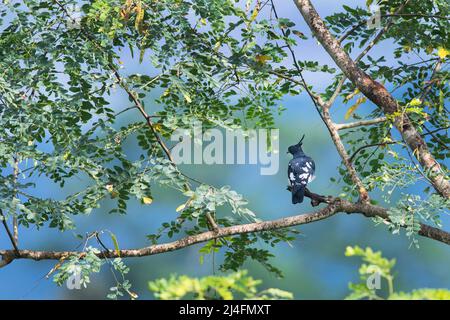 The image of black baza (Aviceda leuphotes) was taken in Darjleeing ...