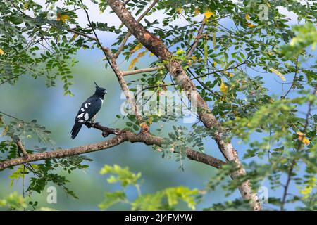 The image of black baza (Aviceda leuphotes) was taken in Darjleeing ...