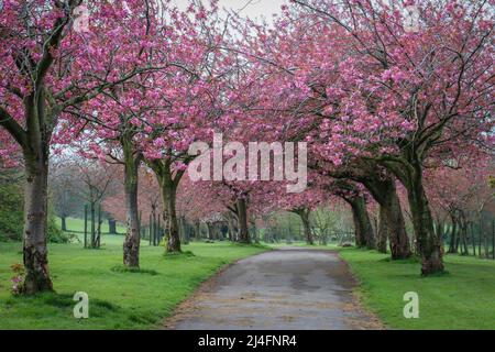 Blossom trees lining a path, Wavertree Botanic Gardens, Liverpool Stock ...