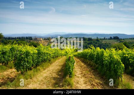 Vineyards of Chianti in Firenze province, Tuscany, Italy, at summer ...