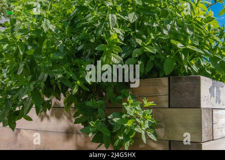 Mentha Is A Genus Of Plants In The Family Lamiaceae (Mint Family Stock ...